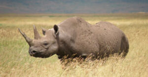 12 Extinct Animals Last Seen In The United States