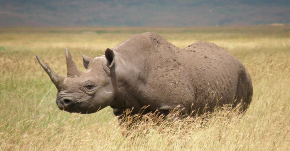 12 Extinct Animals Last Seen In The United States