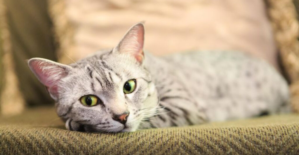 12 Fancy-Looking Cat Breeds That Were Bred For Function Over Fluff