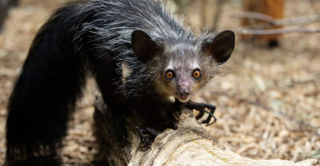 12 Fascinating Reasons Aye-Ayes Tap On Trees Like Drummers And What ...