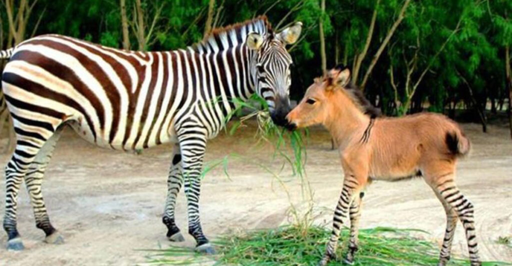12 Hybrid Animals Born In Nature (No Labs Involved) – Animalko