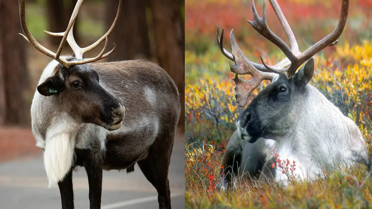 12 Key Differences Between Reindeer And Caribou