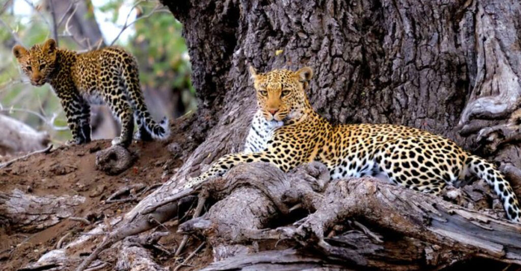 12 Legendary Big Cats Behind The World's Most Fascinating Folklores