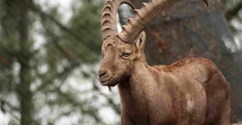 12 Lost Animals That Prove Nature Doesn't Play Favorites