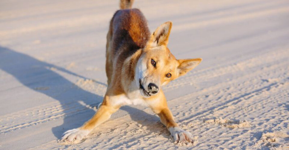 12 Magnificent Animals You Can Find In Queensland