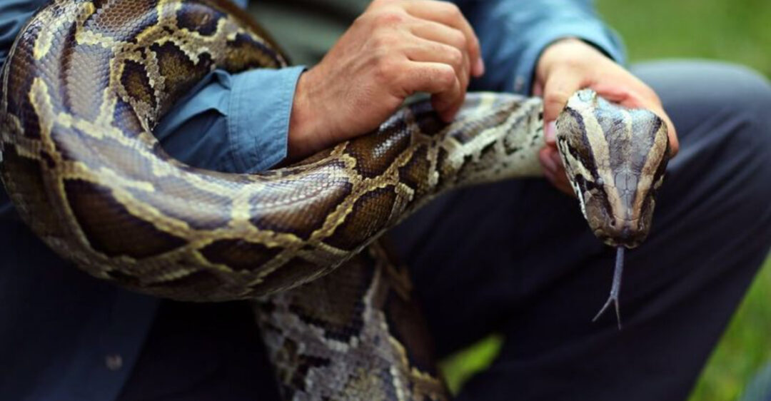 12 Massive Pythons That Shocked Florida Wildlife Officials – Animalko