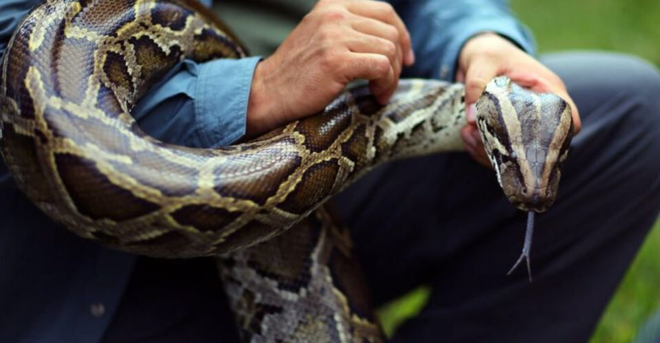 12 Massive Pythons That Shocked Florida Wildlife Officials