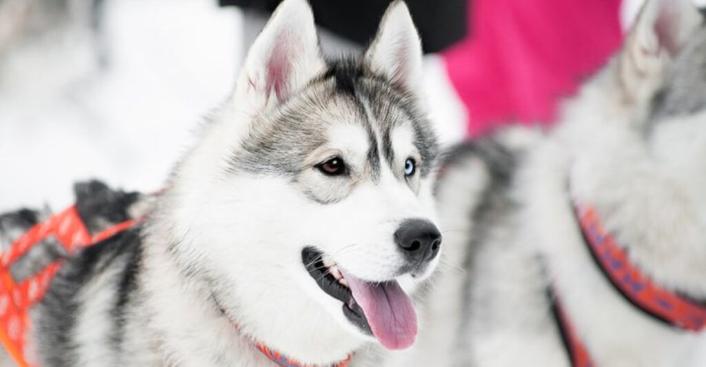 12 Must-Know Facts About The Alaskan Husky Dog Breed