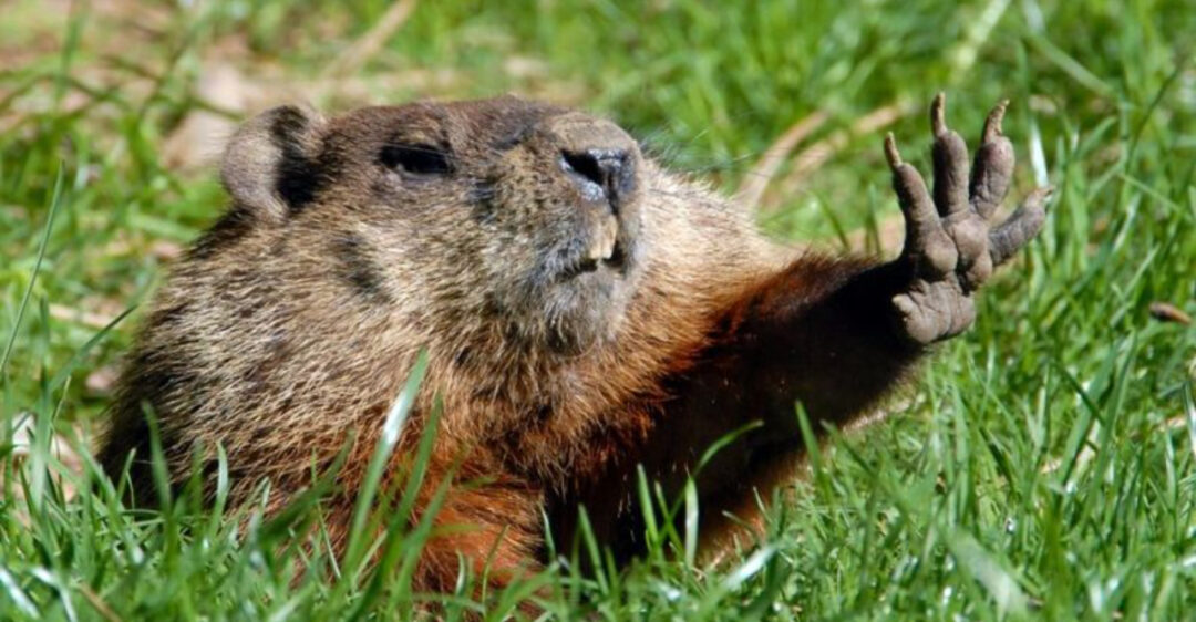 12 Plants That Will Keep Groundhogs Out Of Your Yard