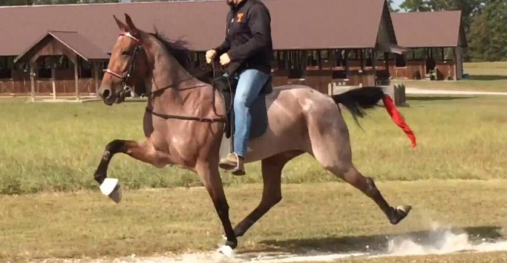 12 Popular Gait Patterns In Horses And What They Reveal About Their ...