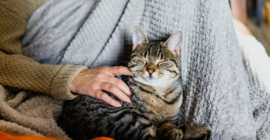 12 Quiet Tricks To Deepen The Bond With Your Cat