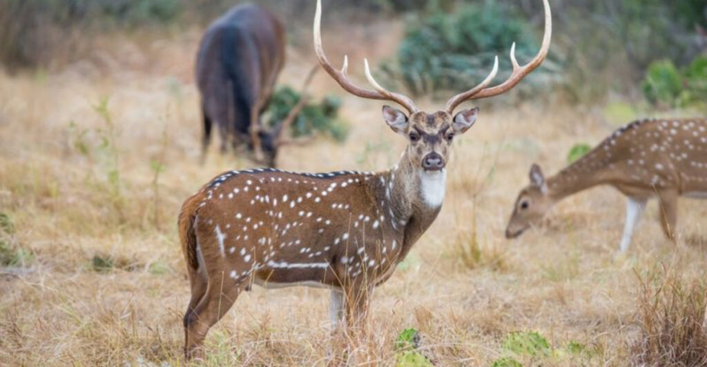 12 Reasons Axis Deer Are Thriving Beyond Their Native Habitat