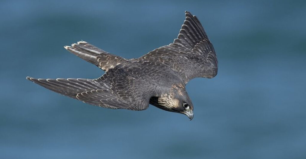 12 Relentless Predators That Dominate The Wild