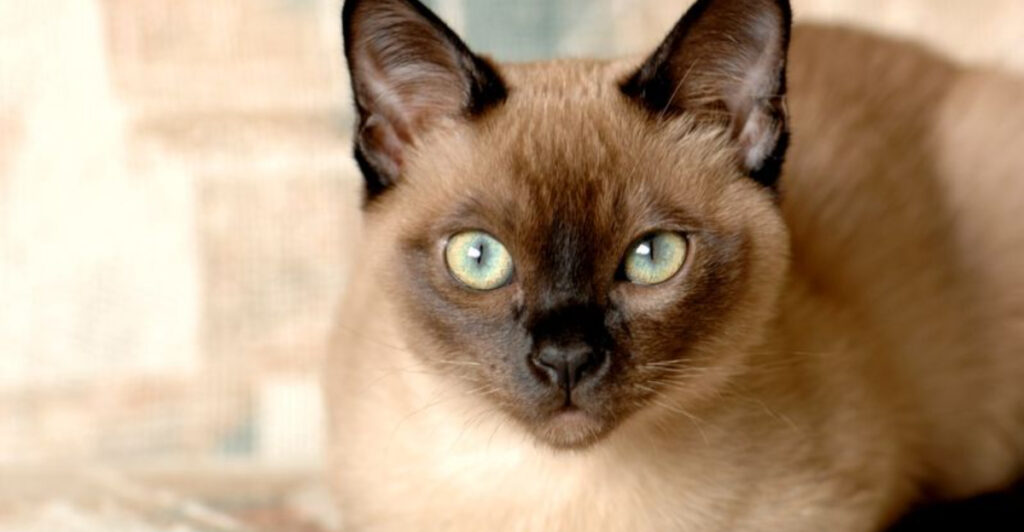 12 Siamese Cat Varieties Ranked By Their Most Special Traits