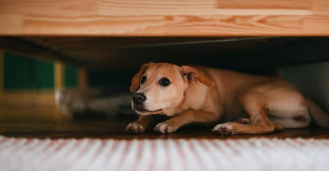 12 Signs Your Dog May Be More Anxious Than You Think