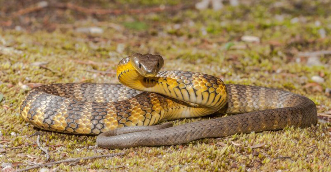12 Snakes That Are Known To Chase Humans And What Drives Them to Do It