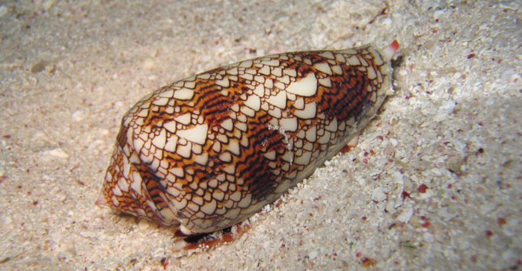 12 Things You Should Know About Cone Snails Before Picking Up Their ...