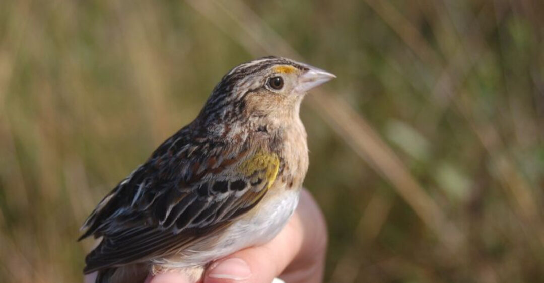 13 Animals Found Only In Florida And Why They're So Hard To Spot