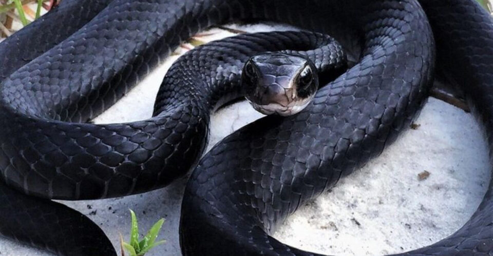 13 Black Snakes You Might Spot In The U.S. (And Which Can Be Dangerous)