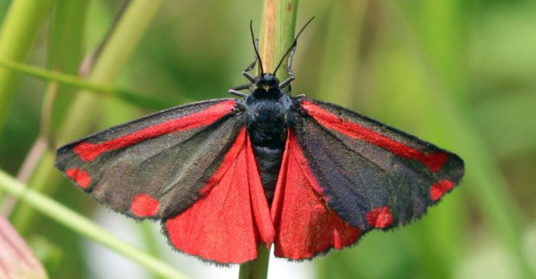 13 Brightly Colored Creatures That Flash A Warning: Stay Away