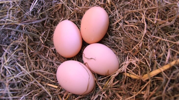 13 Chicken Breeds That Lay Beautiful Pink Eggs