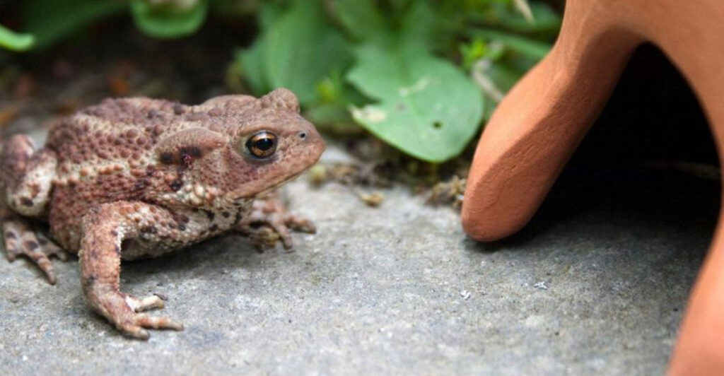 13 Clever Ways To Attract Frogs And Toads To Your Yard To Help It Flourish