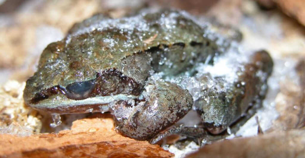 13 Creatures That Don't Need To Eat To Survive