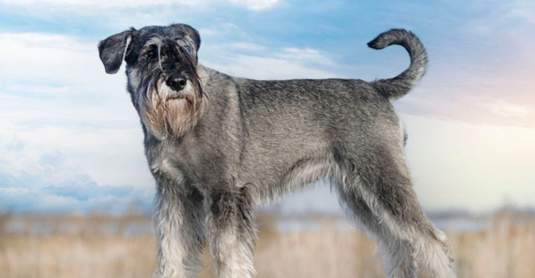 13 Dog Breeds That Provide Both Comfort And Protection