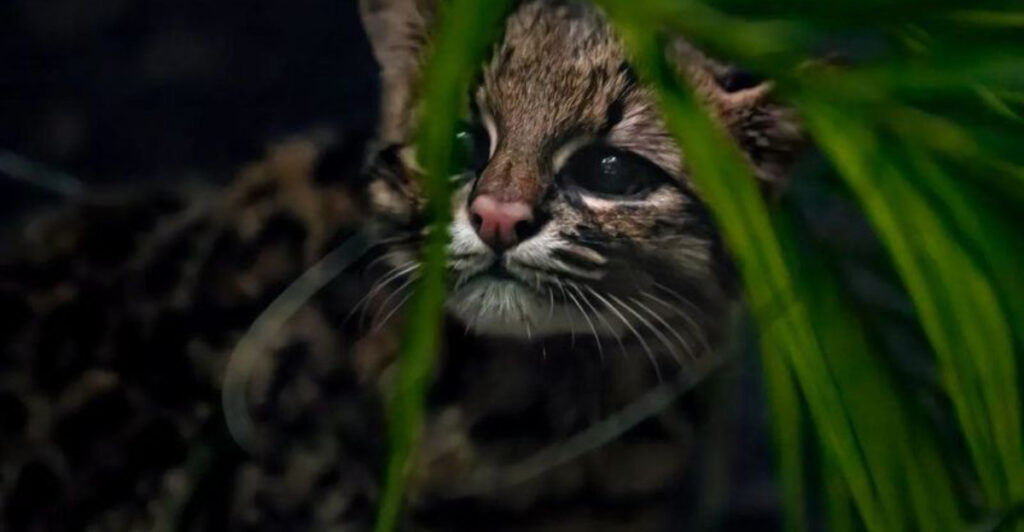 13 Facts About The Rare And Elusive Oncilla