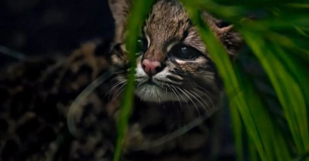 13 Facts About The Rare And Elusive Oncilla