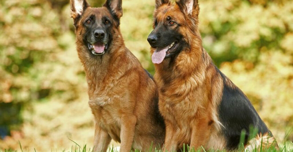 13 Facts That Clear Up The Confusion Between The Alsatian And German ...