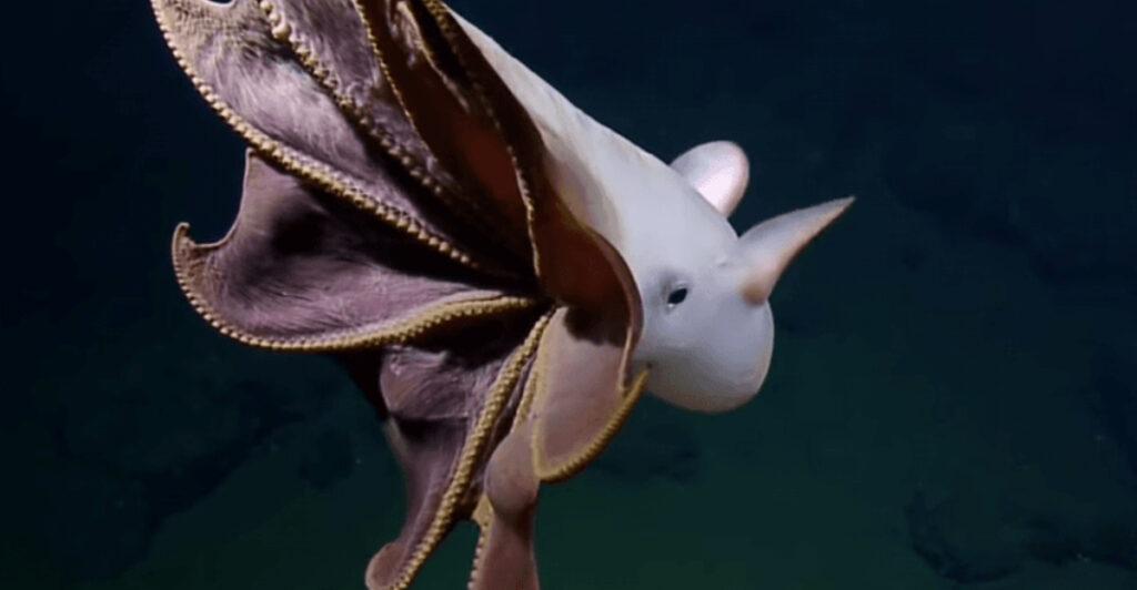13 Fascinating Animals That Live In The Deepest Oceans