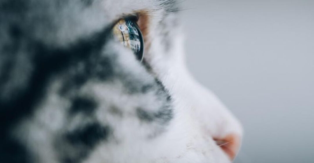 13 Fascinating Facts About How Cats See The World