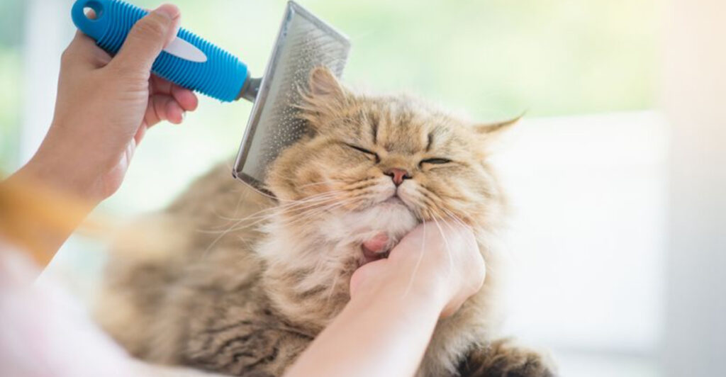 13 Golden Rules To Become The Best Cat Parent