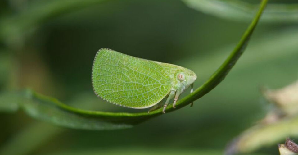 13 Green Creatures Camouflaged To Harm