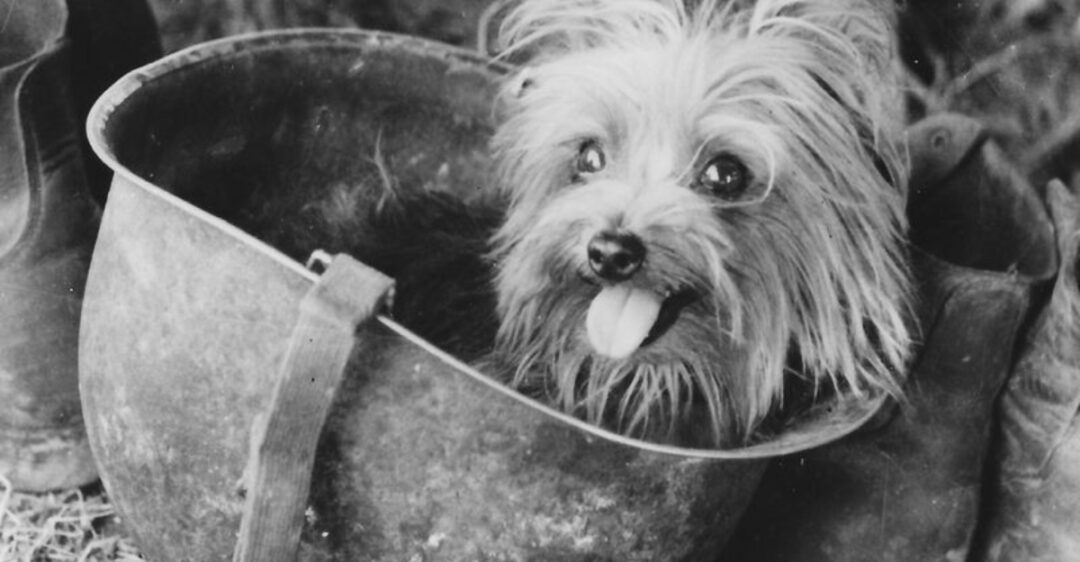 13 Historic Dogs That Changed The World