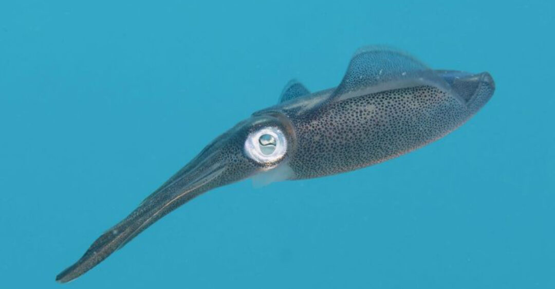 13 Interesting Facts About Squids