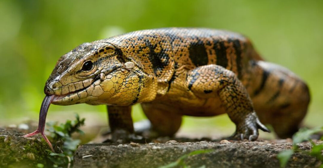 13 Invasive Animals Wreaking Havoc In Florida's Ecosystems