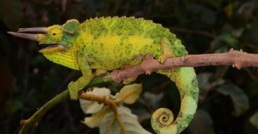 13 Invasive Reptiles Disrupting California's Wildlife
