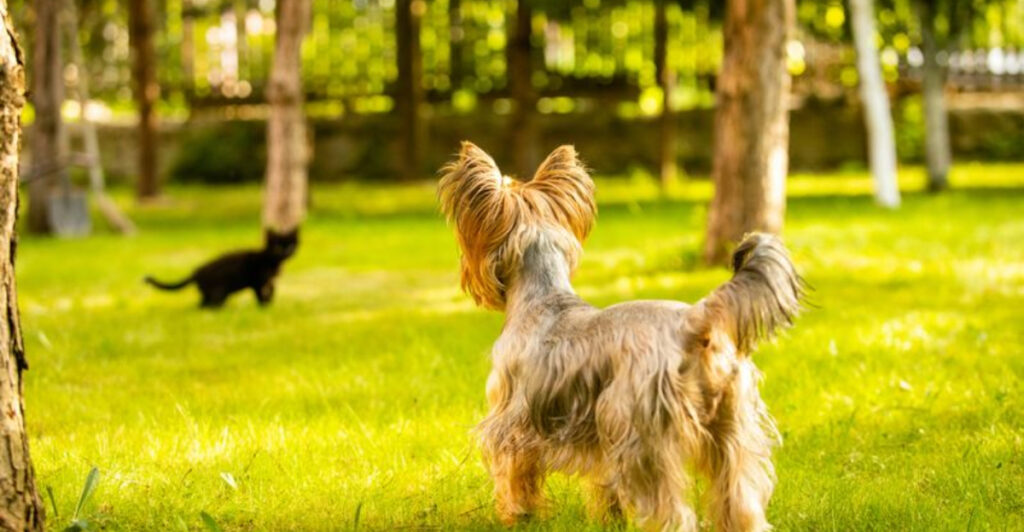 13 Local Animals That Could Put Your Cat At Risk