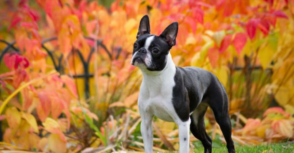 13 Of The Most Popular Short-Haired Dog Breeds