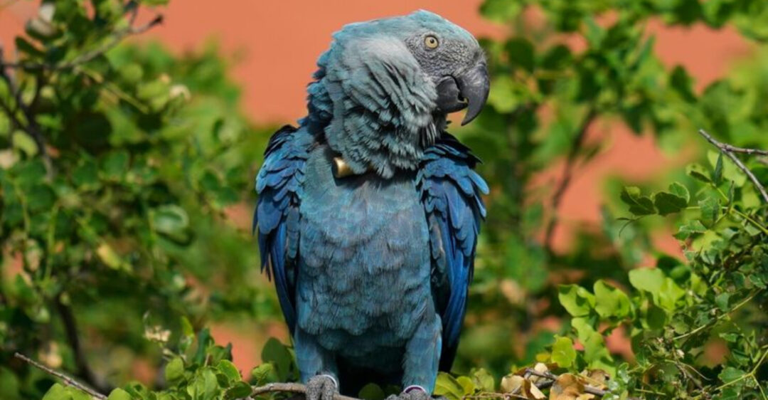 13 Of The World's Rarest Birds (And The Remote Places They Call Home)