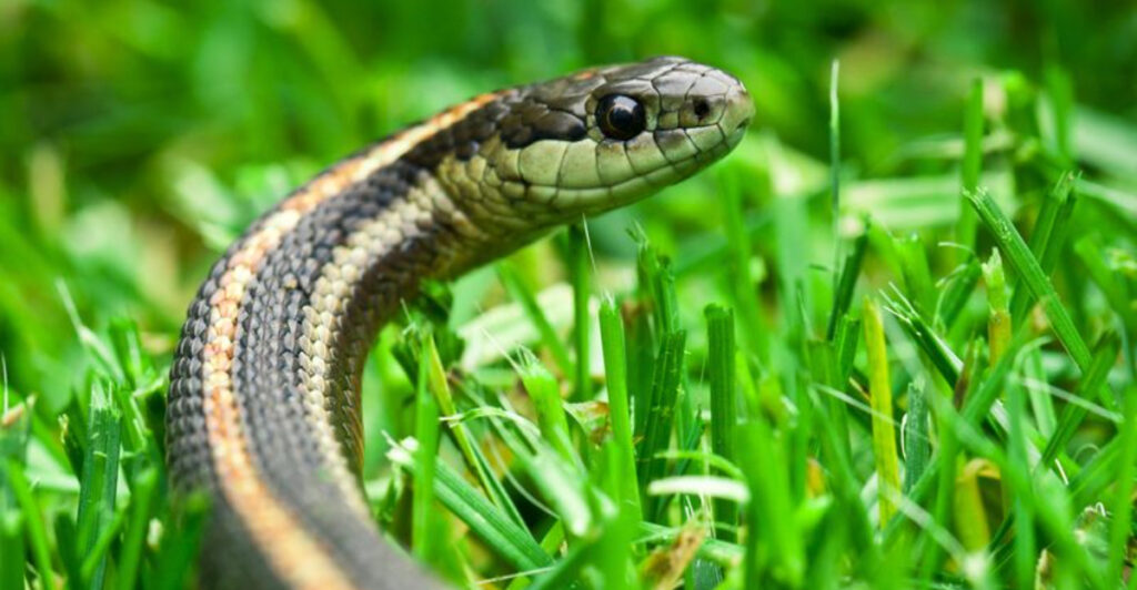 13 Places Snakes Like To Hide In Your Yard Or In Your Home