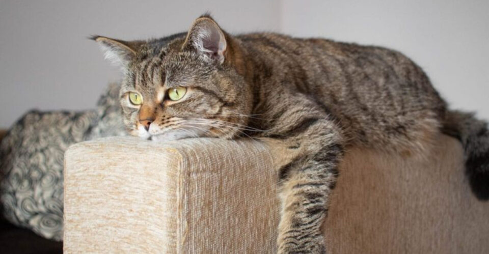 13 Reasons Why Cats Experience Grief Differently From Dogs