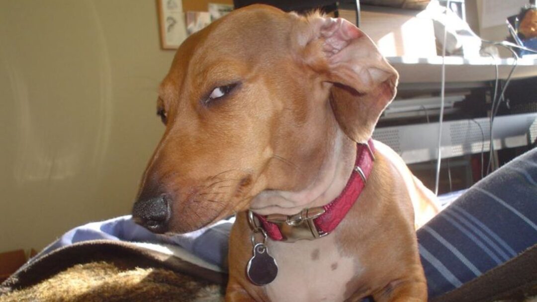 13 Recent Studies Suggest Animals Understand Us More Than We Think