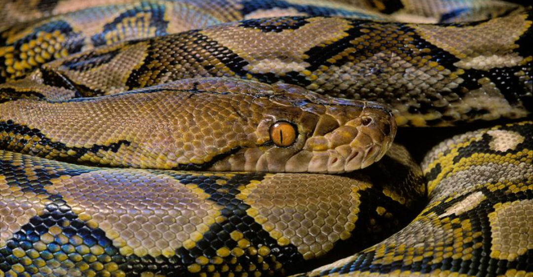 13 Record-Breaking Boa Constrictors Discovered In South America