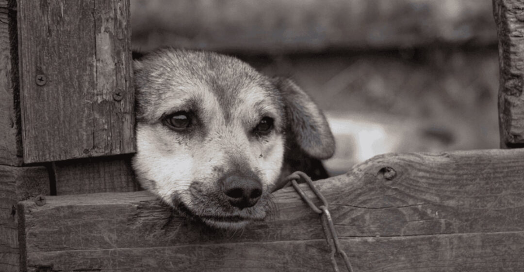15 Dog Breeds With Lion-Like Manes You Won't Believe Are Real