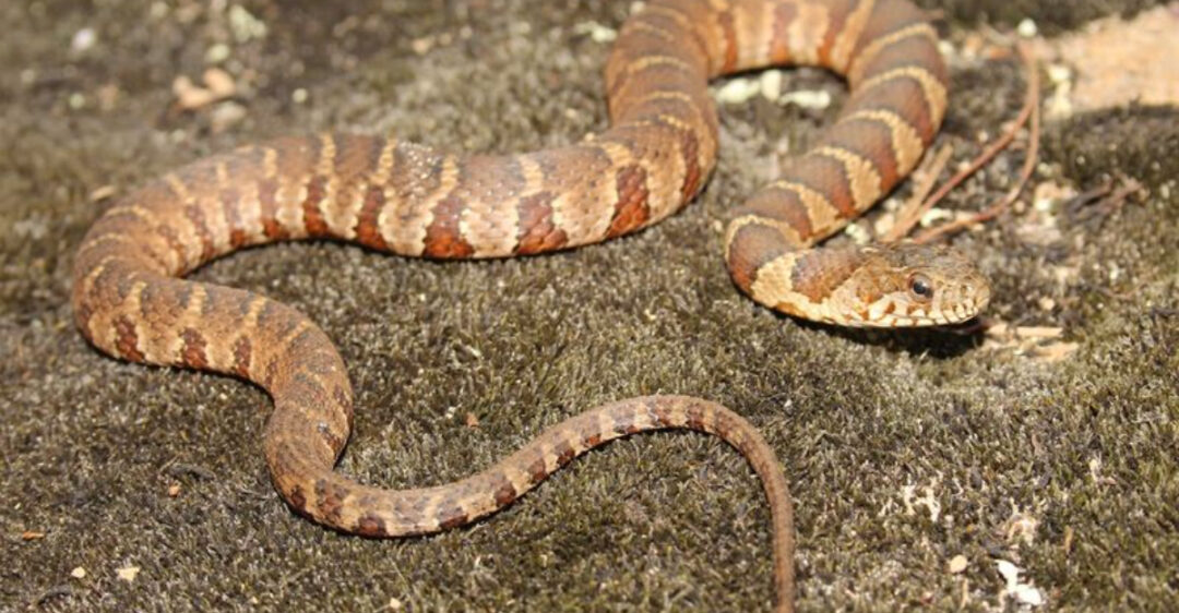 13 Snakes That Call The East Coast Home