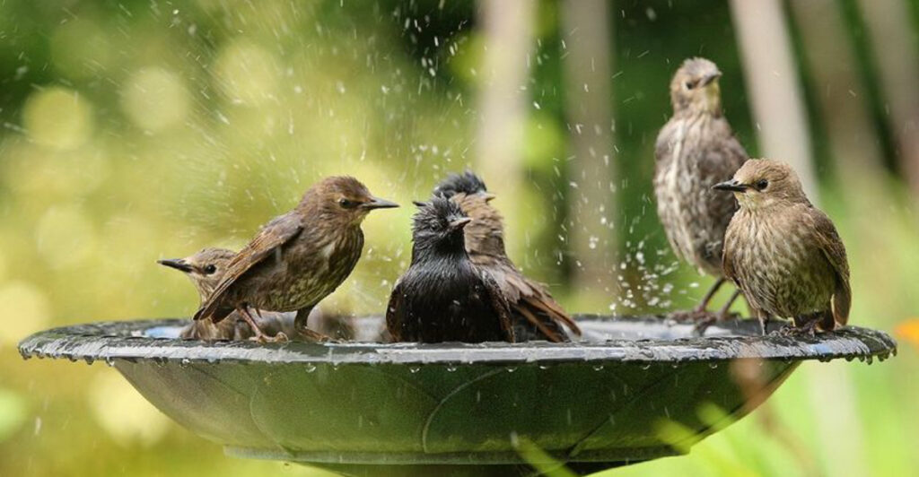 13 Things Happy Birds Always Look For In A Yard