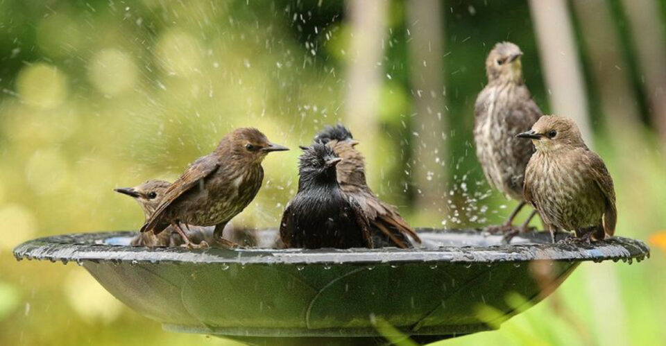 13 Things Happy Birds Always Look For In A Yard